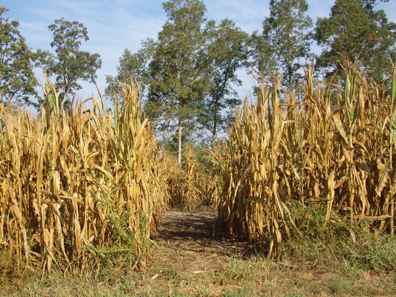 Pumpkin Patch and Corn Maze at Upton Family Farm, Vale NC