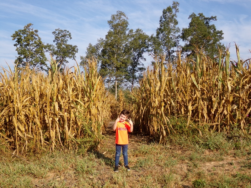 Pumpkin Patch and Corn Maze at Upton Family Farm, Vale NC
